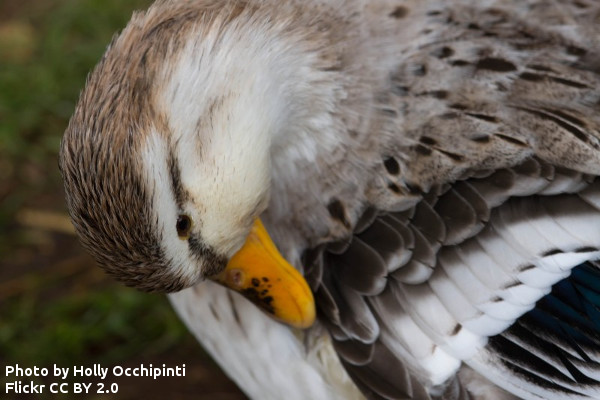 Silver Appleyard Duck Breed Profile - Backyard Poultry